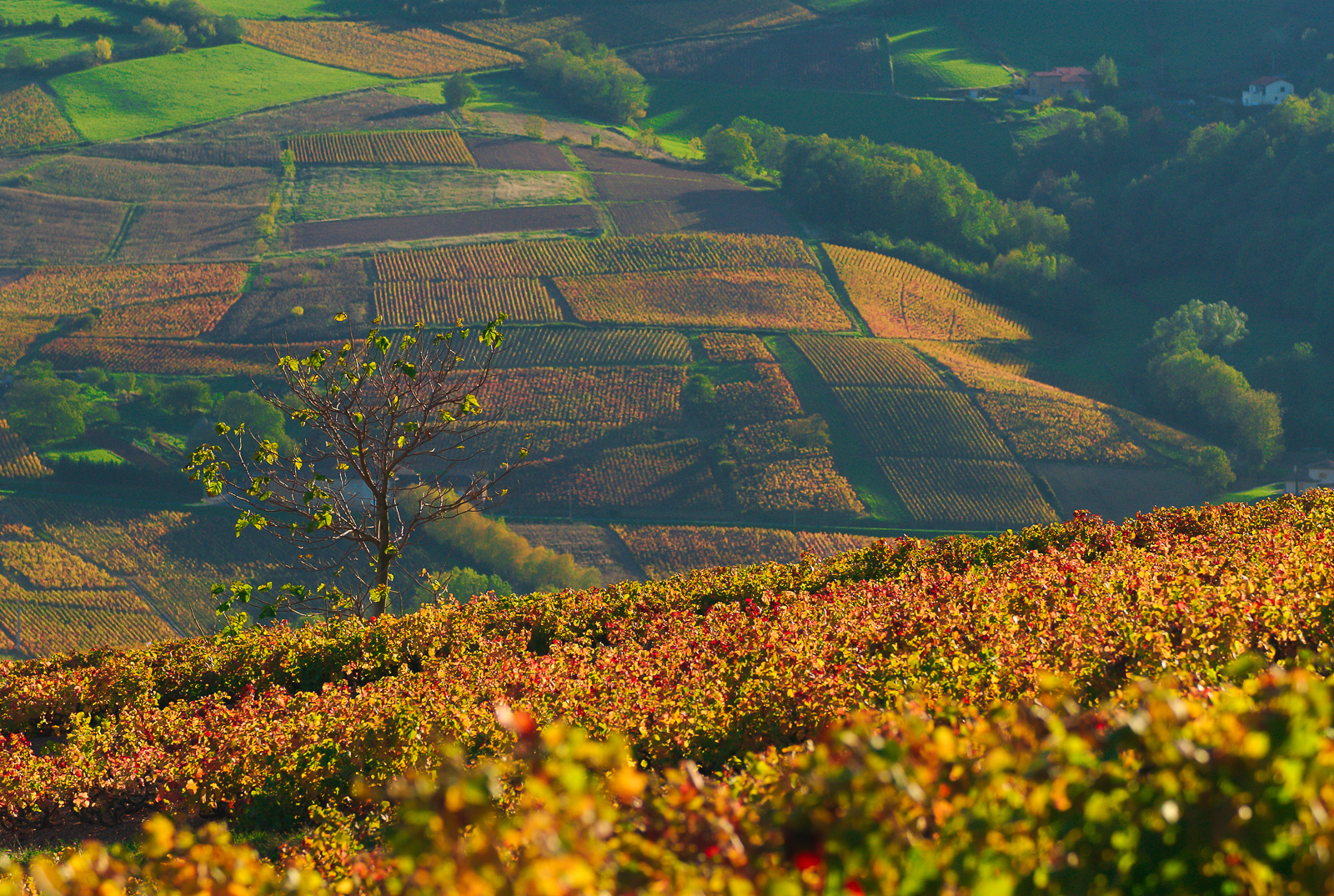 Beaujolais Vignoble - Lyon Tourist Office